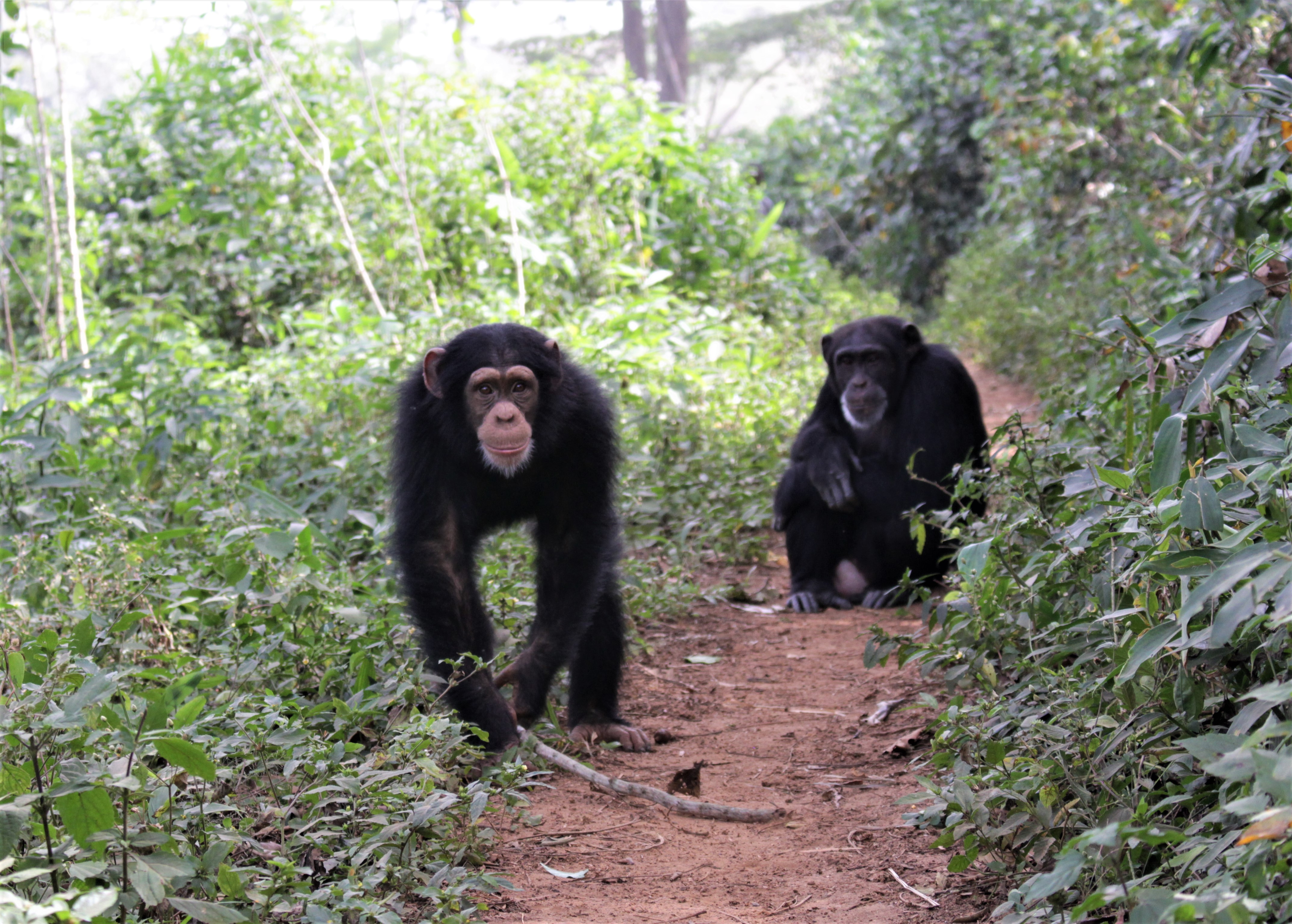 Primate Archaeology Beyond Technology | Katarina Almeida-Warren