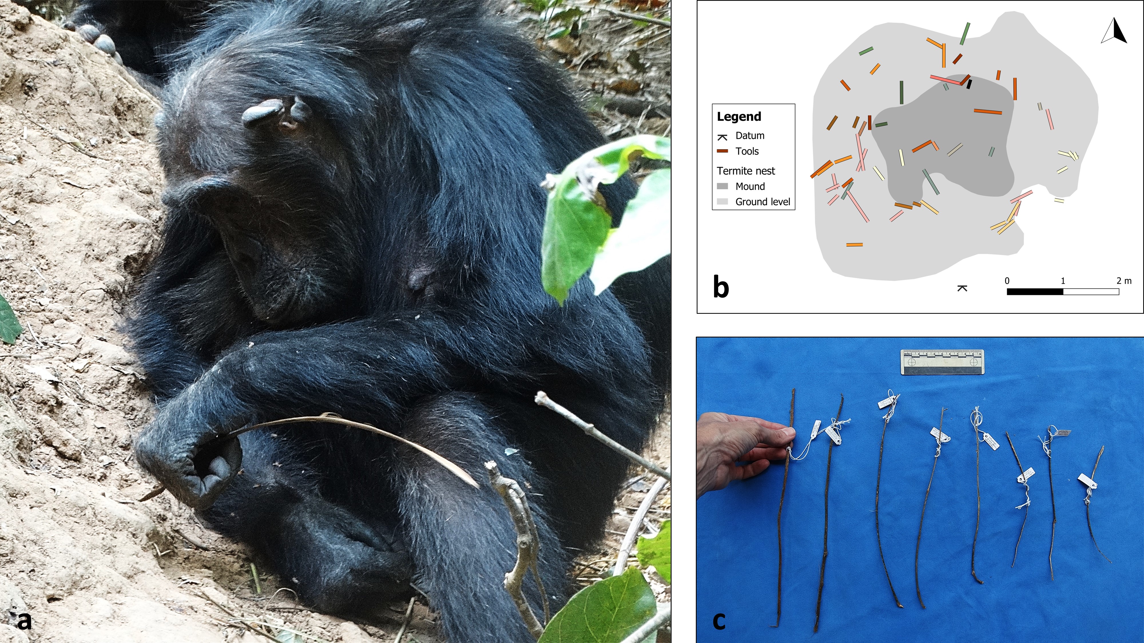 Archaeology of the Perishable | Katarina Almeida-Warren