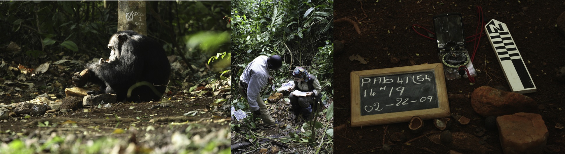 Primate Archaeology | Katarina Almeida-Warren